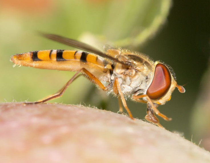 Sexually Frustrated Fruit Flies Have Poor Health And Longevity While