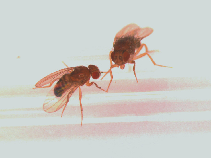 Sexually Frustrated Fruit Flies Have Poor Health And Longevity While