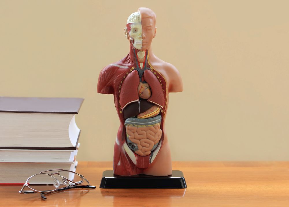 10 Useless Human Body Parts What You Do And Don t Need