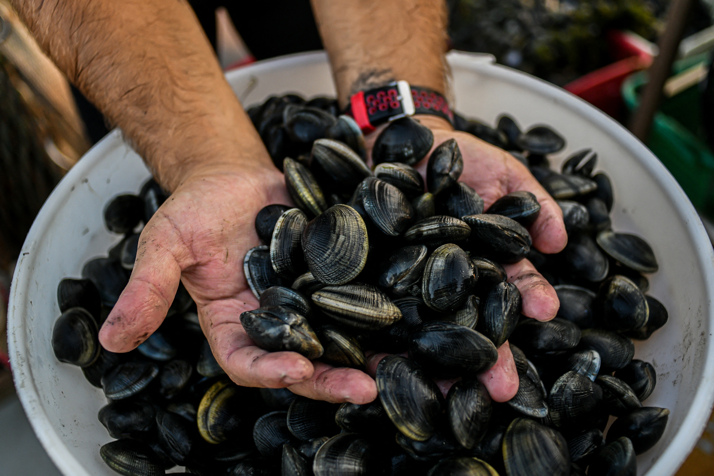 A Hepatitis A Outbreak Tied to Imported Clams Is Still Open More Than a ...